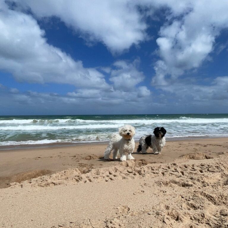 Chiton Rocks Surf Lifesaving Club